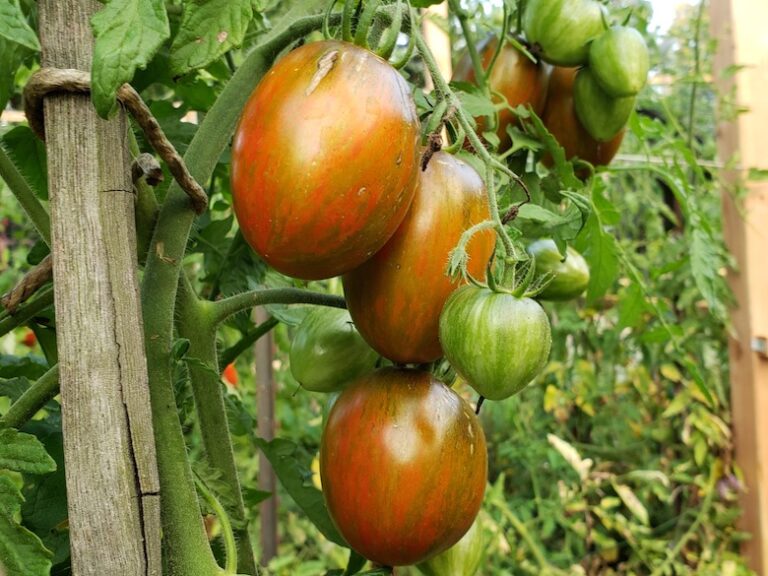 Brad's Atomic Grape Tomato Seeds - Buy Heirloom Seeds From Organic Plant It