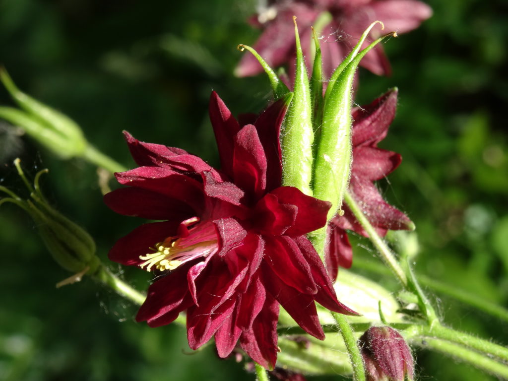 Columbine Bordeaux Barlow Seeds - Buy Heirloom Seeds From Organic Plant It