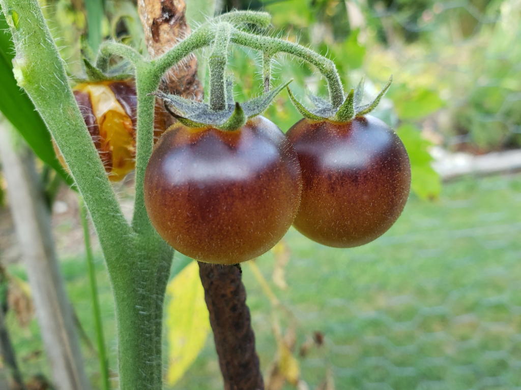 Blue Cream Berries Tomato Seeds - Buy Heirloom Seeds From Organic Plant It