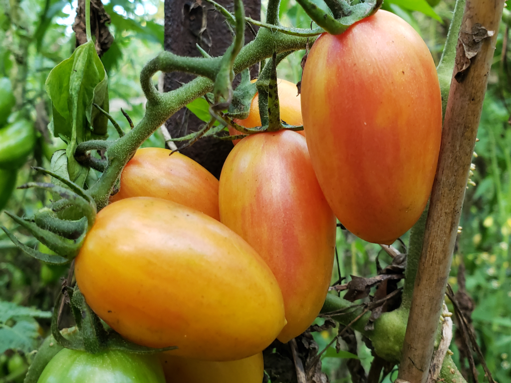 Organic Blush Tiger Tomato Seeds - Buy Organic Seeds From Organic Plant It