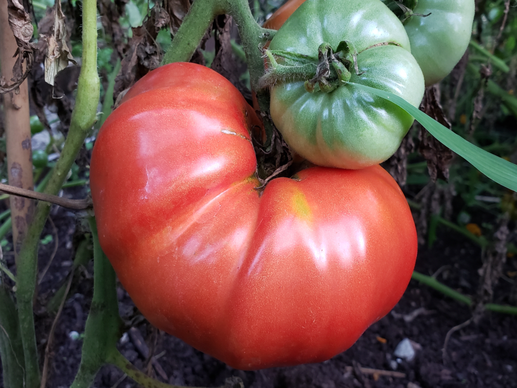 Organic Marmande Tomato Seeds - Buy Organic Seeds From Organic Plant It