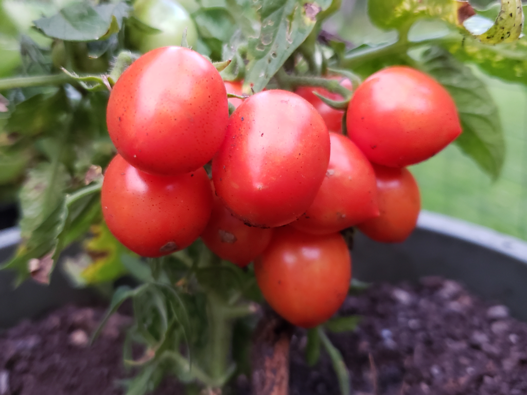 Organic Micro Tom Tomato Seeds - Buy Organic Seeds From Organic Plant It
