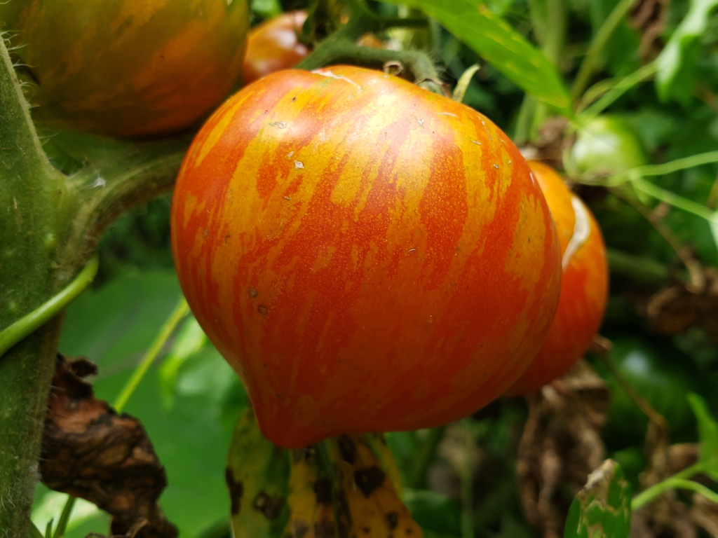 Organic Painted Lady Tomato Seeds - Buy Organic Seeds From Organic Plant It