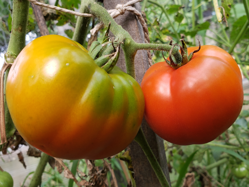 Pantano Romanesco Tomato Seeds - Buy Heirloom Seeds From Organic Plant It