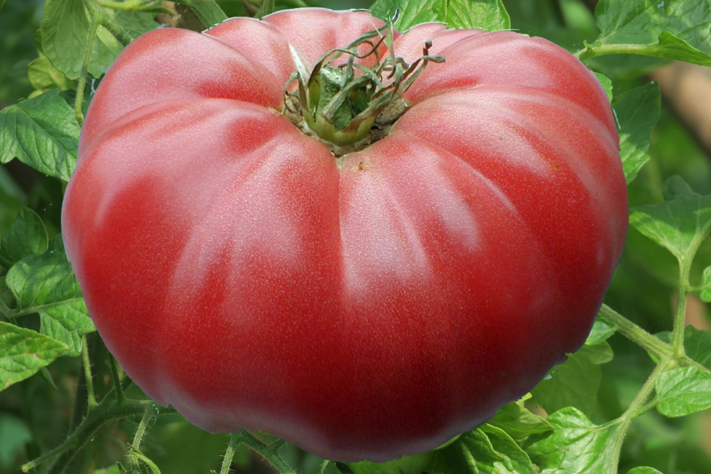 Organic Watermelon Beefsteak Tomato Seeds - Buy Organic Seeds From ...